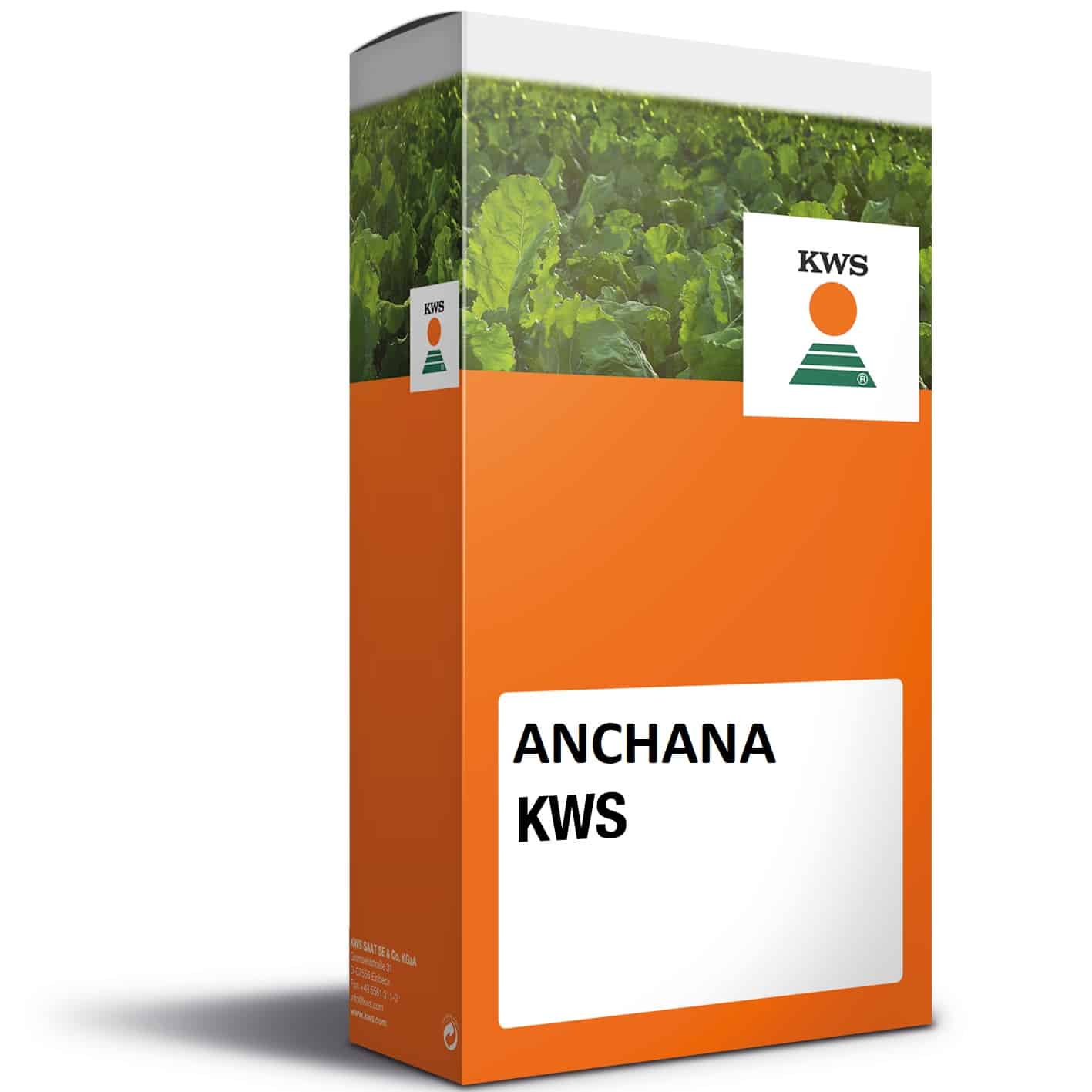 بذر چغندر قند آنکانا - شرکت آرکا مهام همتا